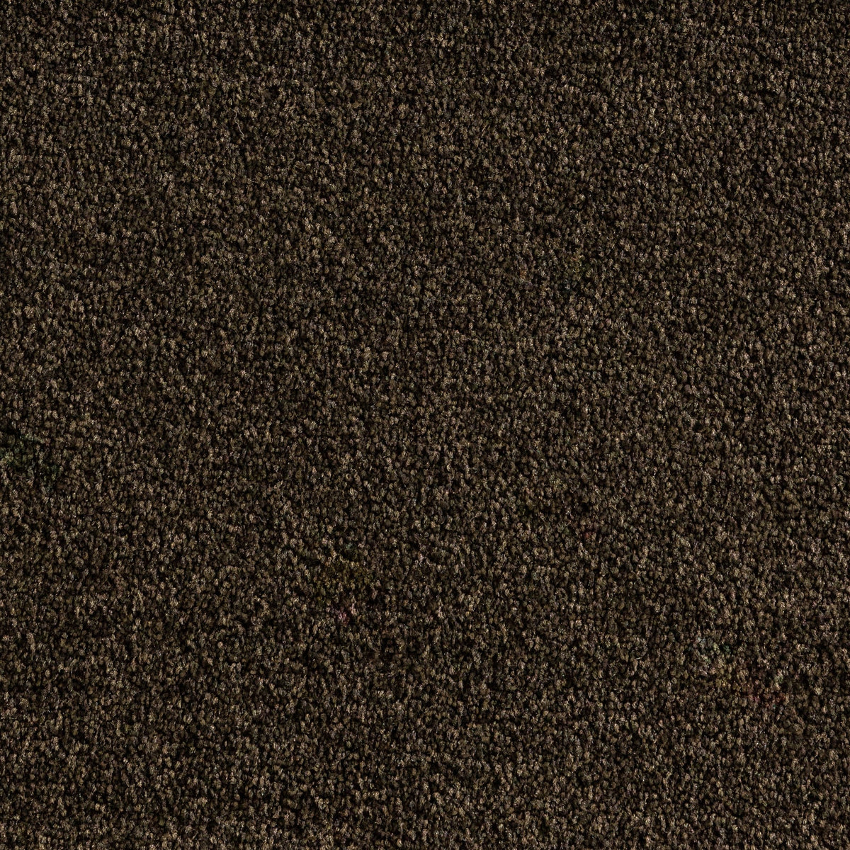 Coastal - Solution Dyed Nylon – Flooring Direct